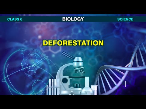 Deforestation Effects | Causes of Deforestation | Kids Learning Videos - Pari TV | 4K Video