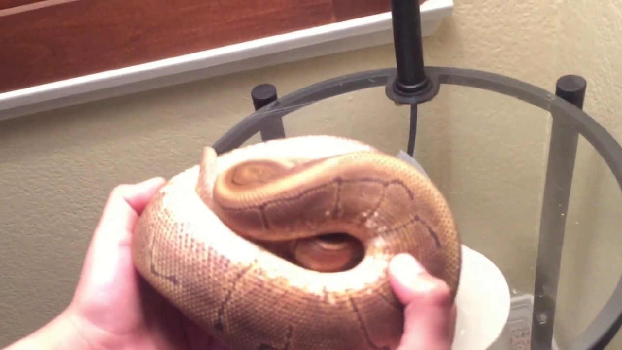 Ball python bites daughter