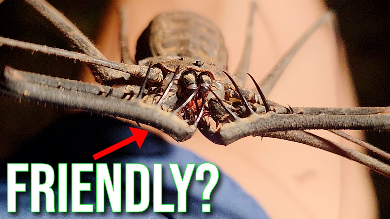 This Is The Strangest Bug In The Amazon Rainforest
