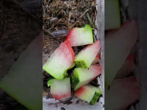 Rolly pollies - are they good for your garden?