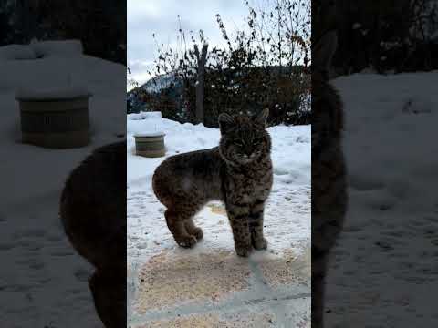 Bobcat Kitten Walked Right Up To Us #nature
