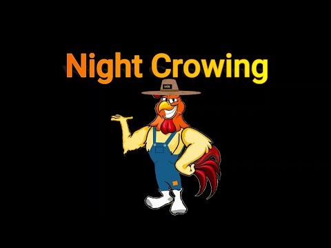 Why do Roosters crow at NIGHT?