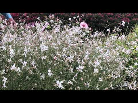 In the Garden with Dave: Gaura