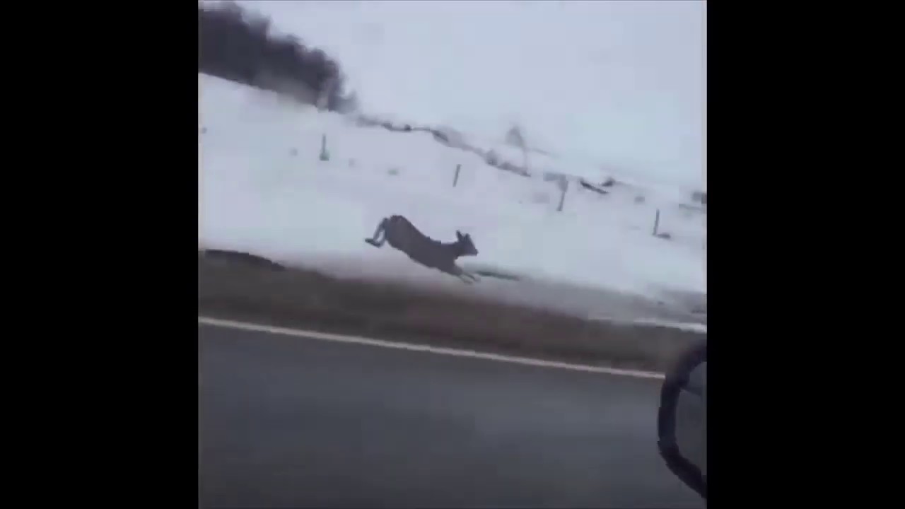 Do a flip! Meme / Vine