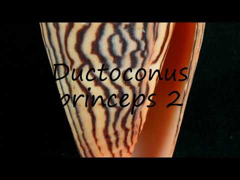 How to pronounce Ductoconus princeps 2 in Latin?