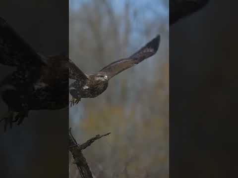 BUZZARD wildlife photography #wildlife #natgeo #nature #shorts
