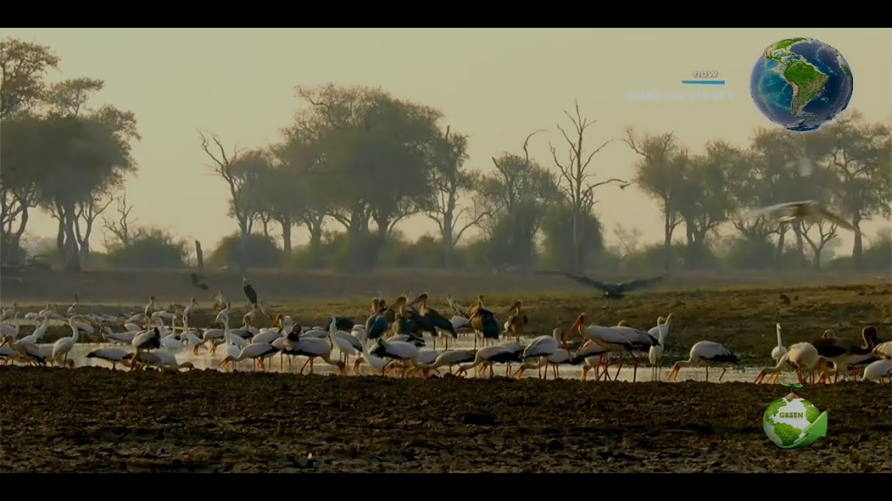 Marabou stork | planet earth