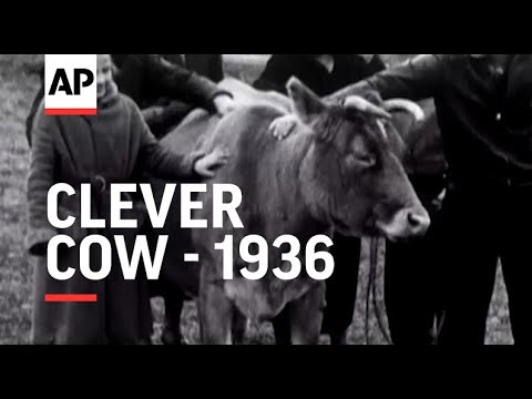 Clever Cow - 1936 | The Archivist Presents | #402