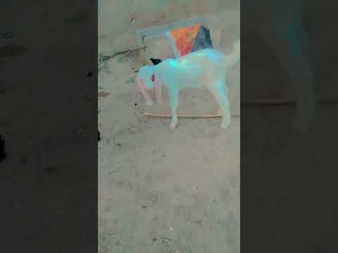Title: Why Do Pigeons Bob Their Heads While Walking?#mrmuneeb2536 #yt #goat #cow #kabotarlovers