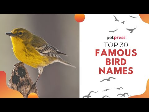 Top 30 Most Famous Bird Names For Your Feathered Friend 🐦 | PetPress