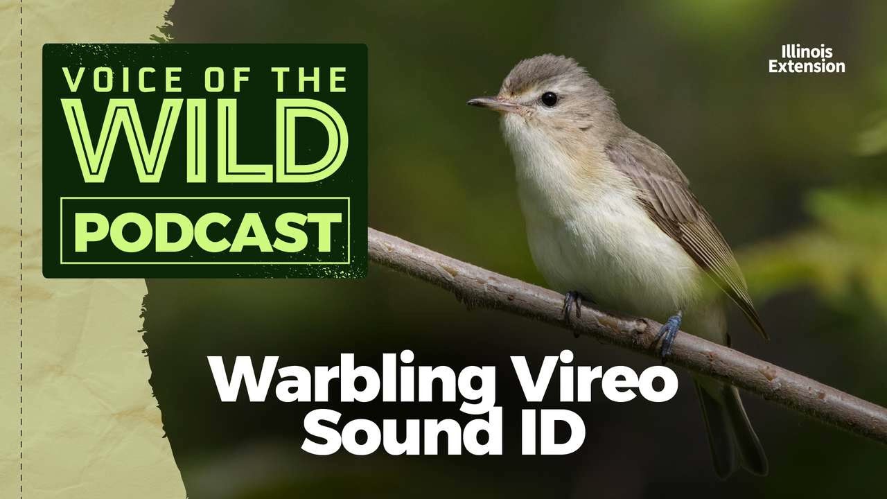 Episode 57: Warbling Vireo – Voice of the Wild