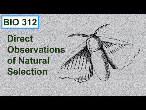 Direct observation of natural selection