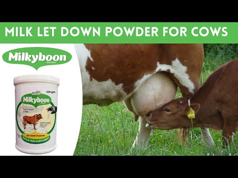 Milkyboon - Milk Let Down Powder For Cattle