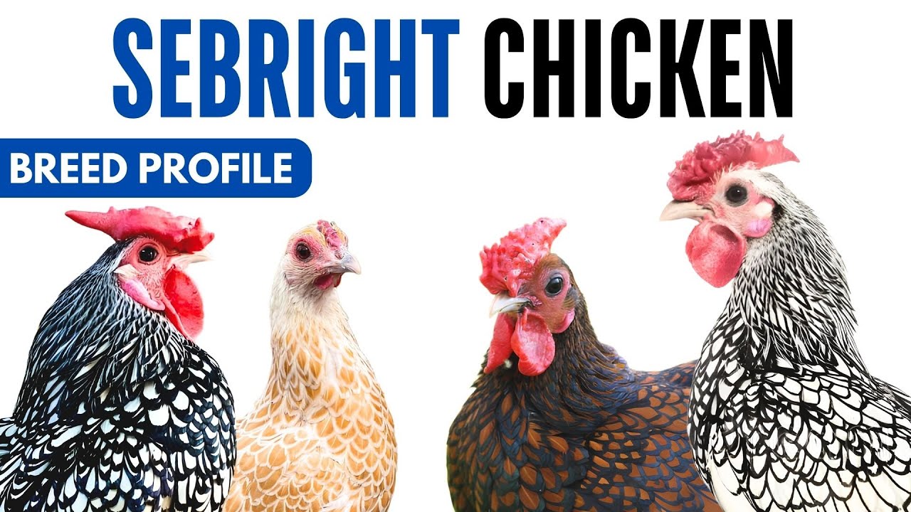 Sebright Chicken Breed Profile History Health Issues - Sebright Chicken Egg Ratio Lifespan