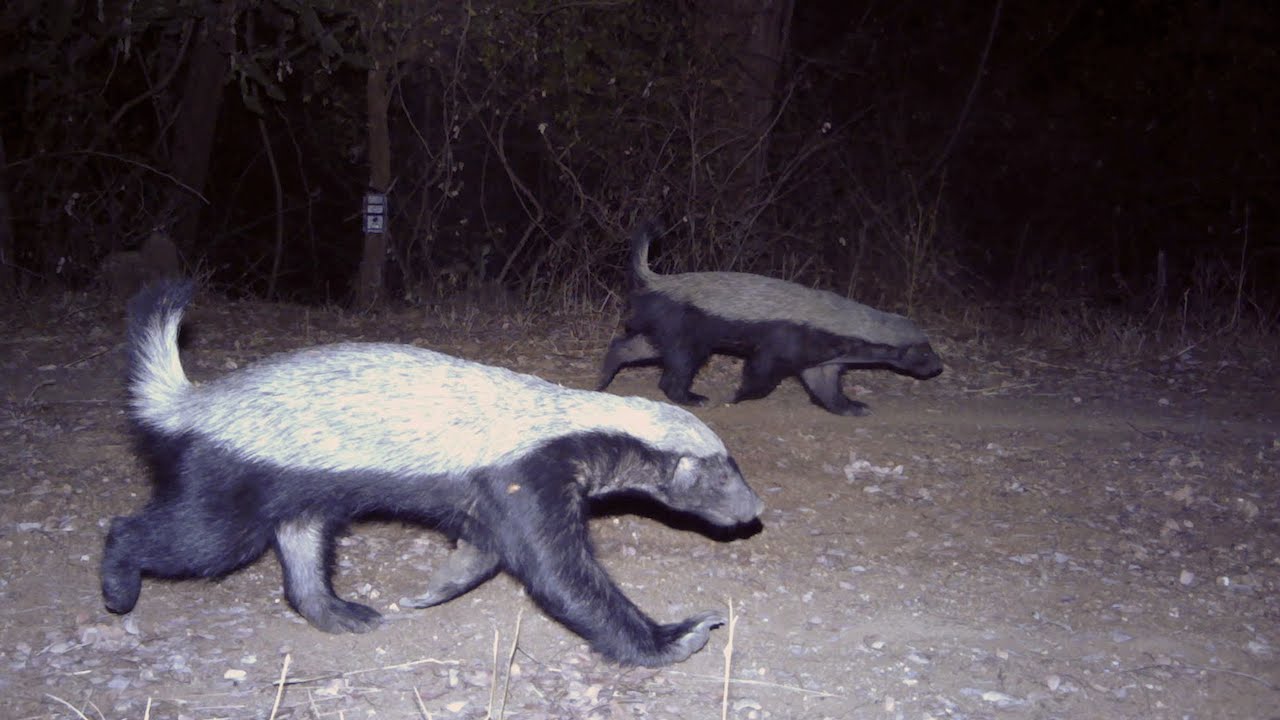 Ratel’s Night Out - JLR Explore