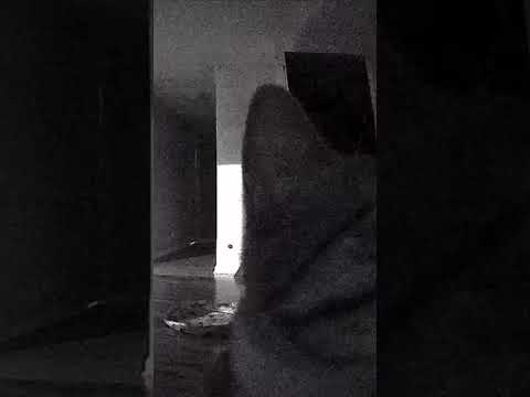 Cat gets flash banged. Clip from @DailyDoseOfInternet #cat #flashbang #yeeps #fypviralã‚·