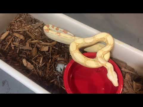 Boa Constrictor Feeding Schedule