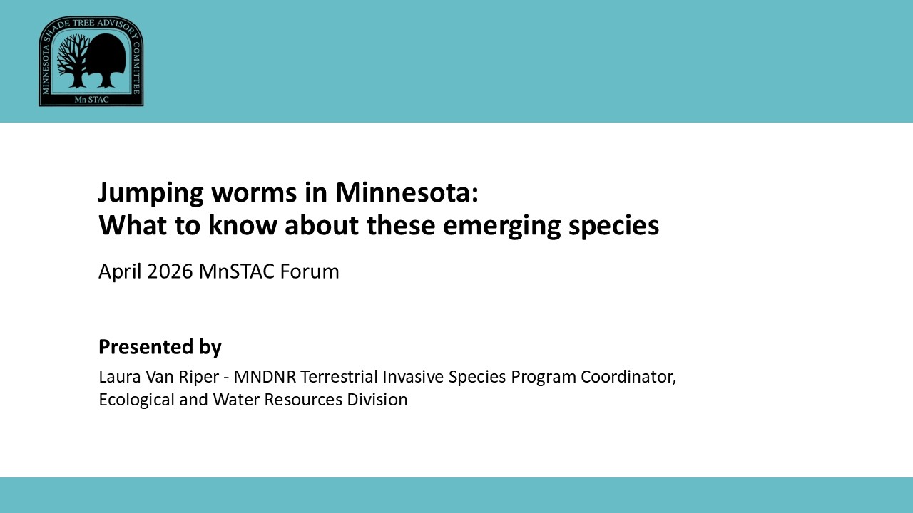 Jumping worms in Minnesota: What to know about these emerging species​
