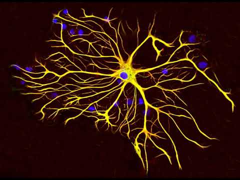 Astrocyte | Wikipedia audio article