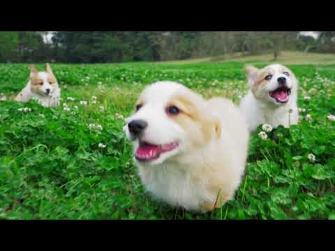 ORVIS - Moment of Chill: The Chase