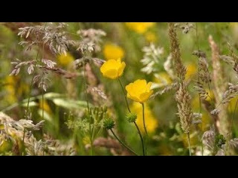 Feel the relaxation - copyright free nature music free download | free nature sounds download | Fr
