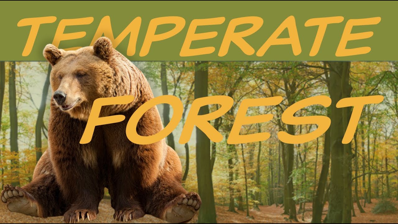 Explore the TEMPERATE FOREST Biome 🍁Nature Ecology & Environment