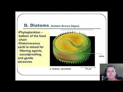 The Protist