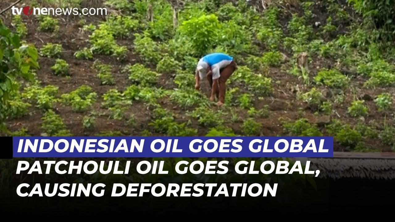 Indonesian Patchouli Oil Goes Global, But Causes Deforestation | OneNews Update