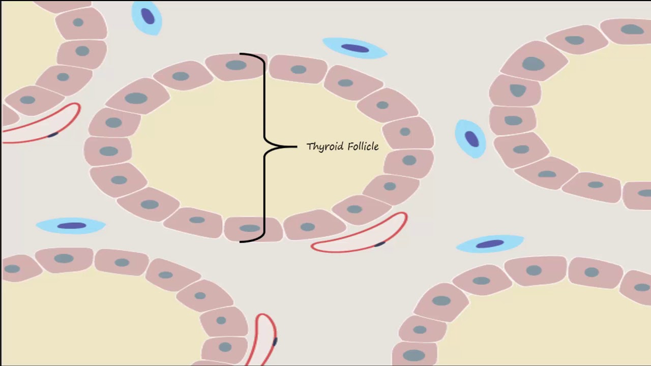 Thyroid Part 1 - Thyroid Gland Structure and Calcitonin