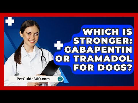 Which Is Stronger: Gabapentin or Tramadol for Dogs? - PetGuide360.com