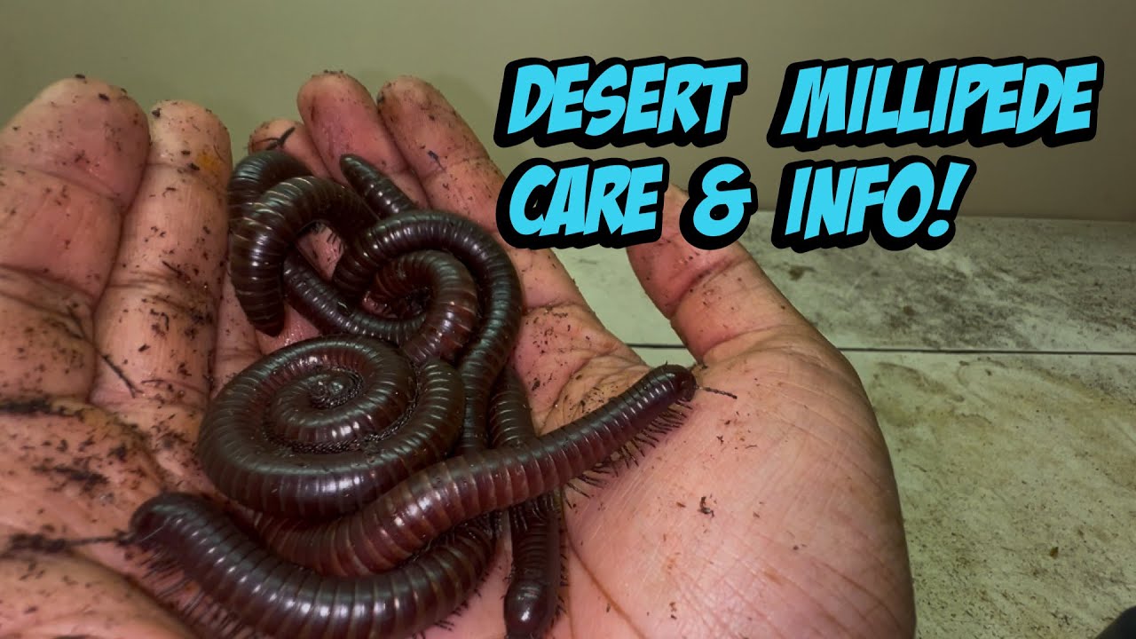 Desert Millipede Info, Care, & Setup! (Orthoporus ornatus)