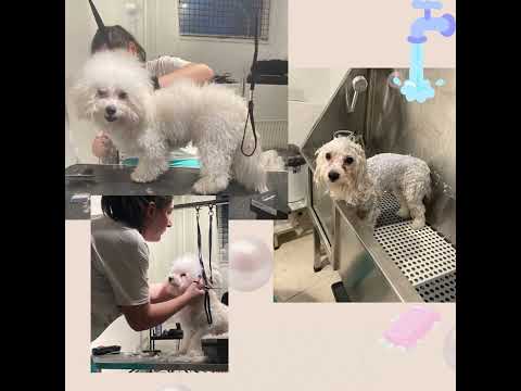 Book grooming and get FREE dog daycare for a limited time only!