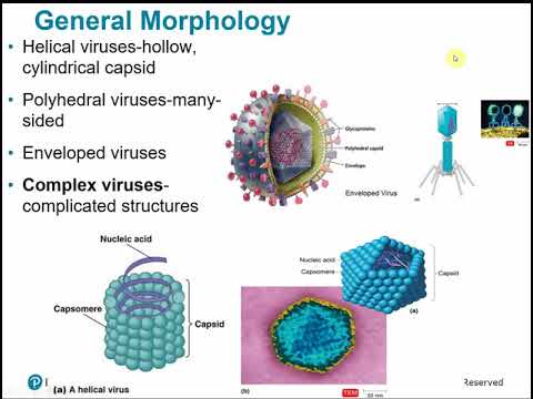 2117 Chapter 13 - Viruses, Viroids, and Prions