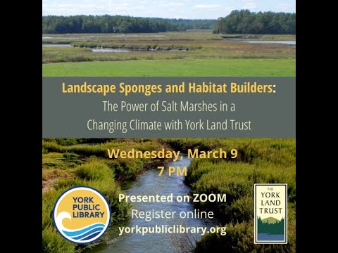Landscape Sponges and Habitat Builders: The Power of Salt Marshes in a Changing Climate