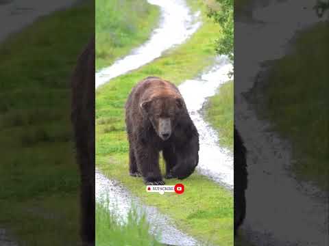 Bears meaning in Urdu 🐻| Bear spray | Grizzly bear @Utopia_vibes