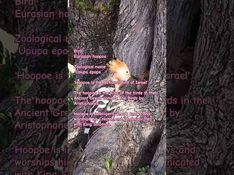 Eurasian hoopoe#hoopoe#naturalbeauty #zoology#shortsvideo