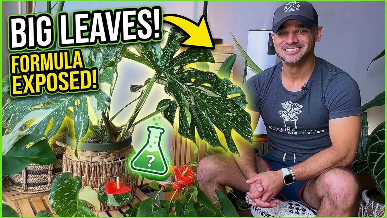 Monstera Thai Constellation: Big Leaves Formula Exposed