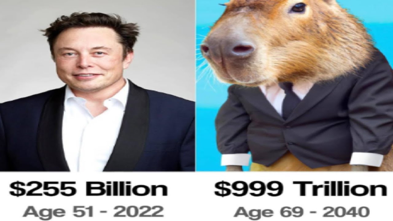 CAPYBARA MEMES