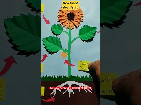 Photosynthesis Model #diy