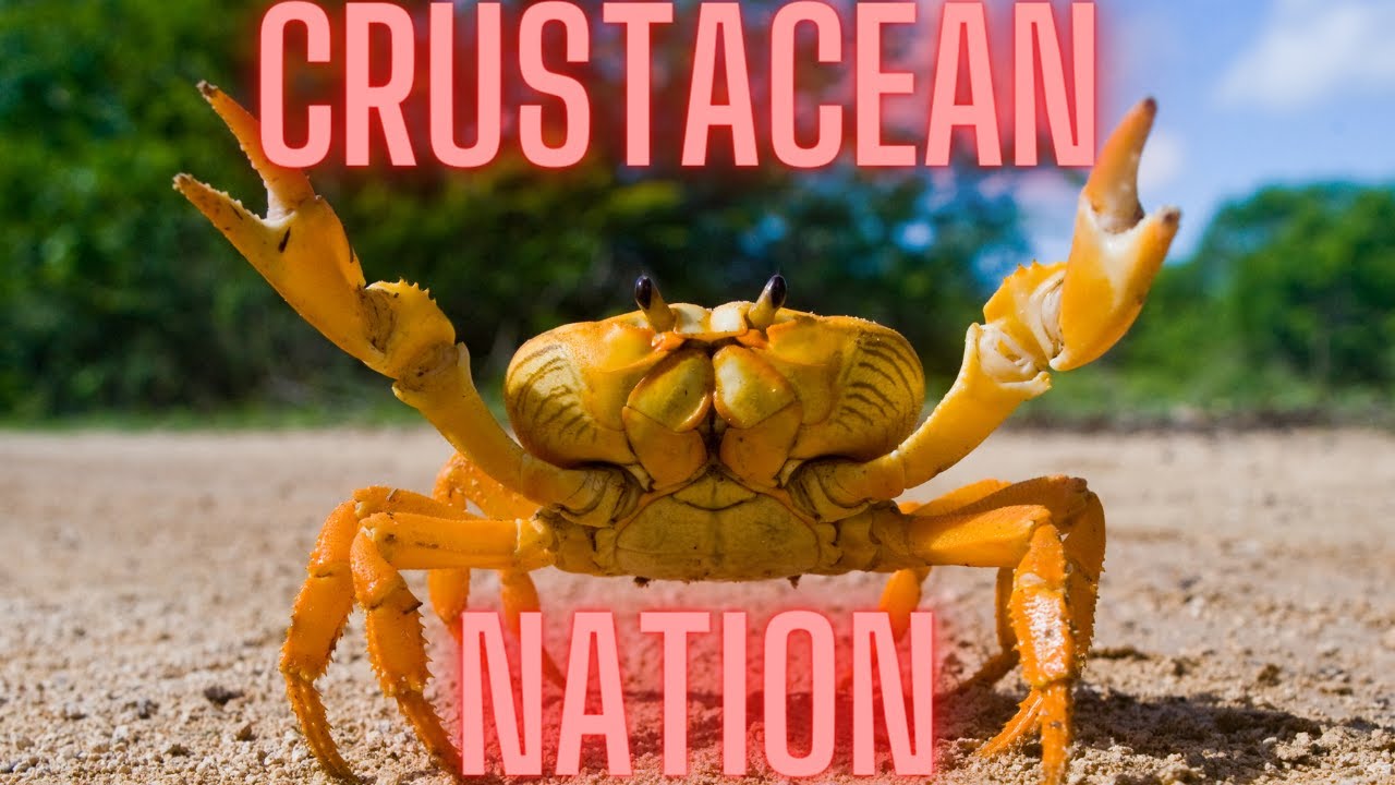CRUSTACEAN NATION SILVER TREASURE!!!