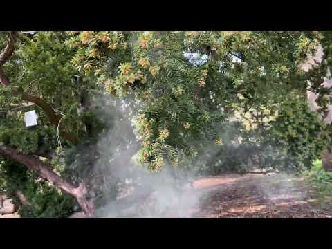 A Cloud Of Pollen In Action – Photograph Works