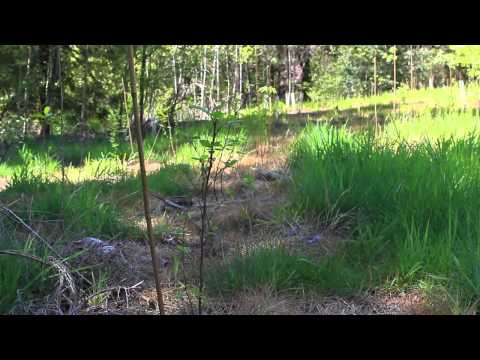 Shade Our Streams: The Impact of Invasive Species