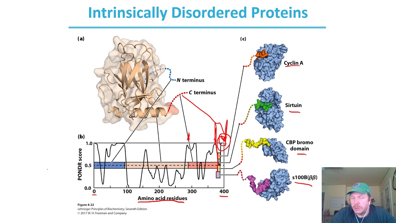 Chapter 4 - pt8: Intrinsically Disordered Proteins