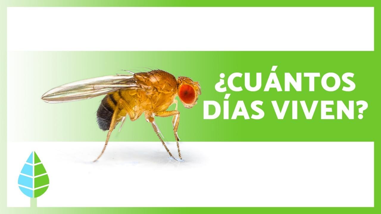 How long does a fly live? 🦟 (Life cycle of flies)