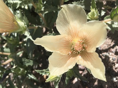 Mentzelia involucrata (silver blazing-star)