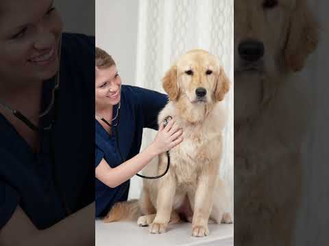What are Retained deciduous teeth in #dogs #shorts