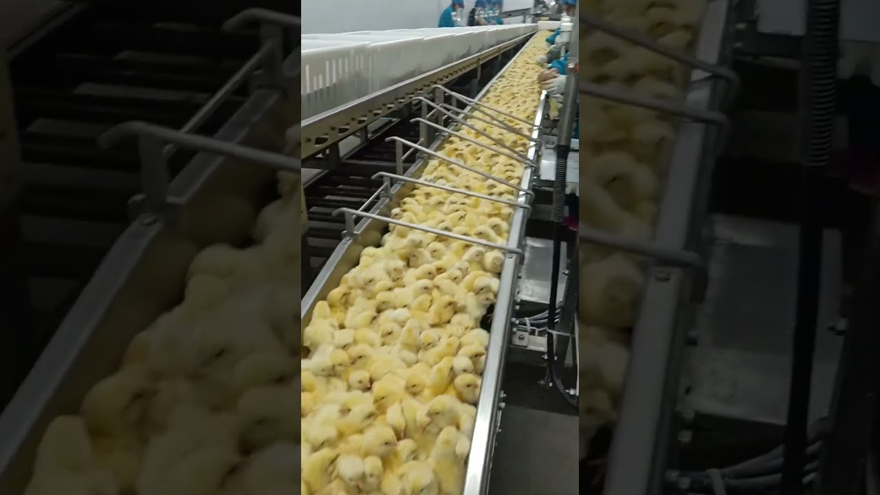 Mass produced chicks! #factory #chick #machine #automation #farming #agriculture #cute #amazing