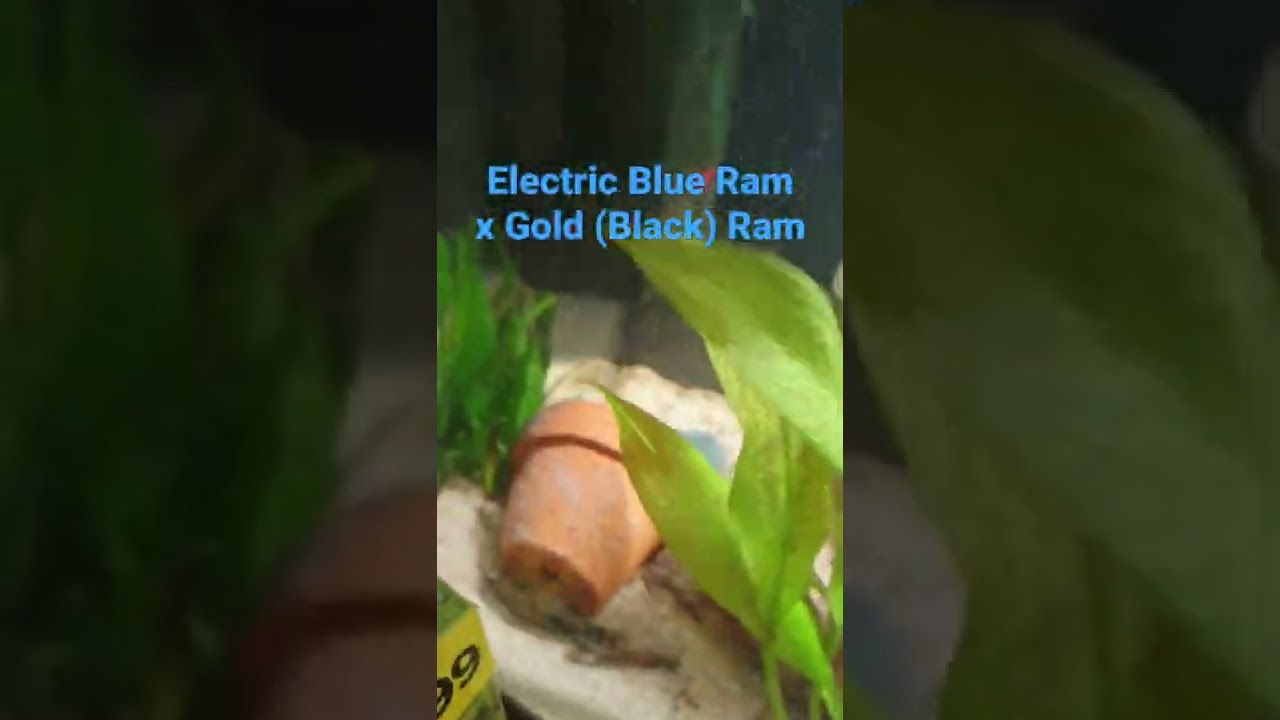 Electric Blue Ram x Gold Black Ram Breeding Set Up- Will This Work?
