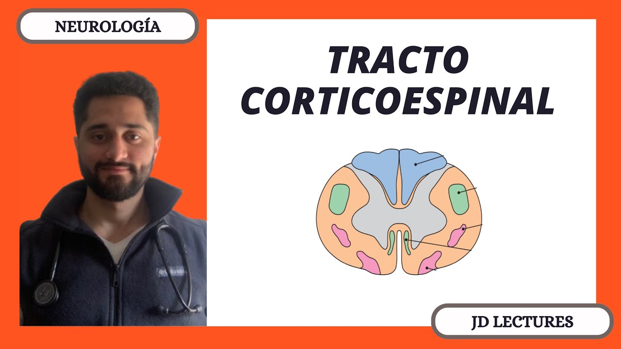 TRACTO CORTICOESPINAL | TRACTOS DESCENDENTES | NEUROLOGÍA