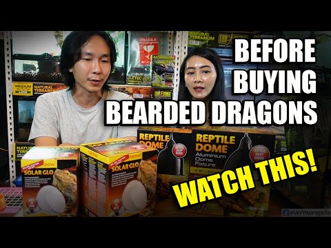BEARDED DRAGON | TIPS | Lighting for bearded dragons